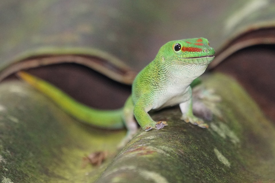 gecko, reptile, lizard - Stock Image - Everypixel