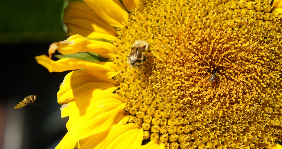 sunflower, bees, insects - Stock Image - Everypixel