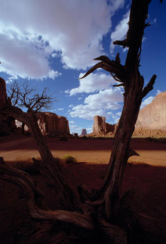 Monument Valley, Arizona, Desert, Tree, Rocks - Stock Image - Everypixel
