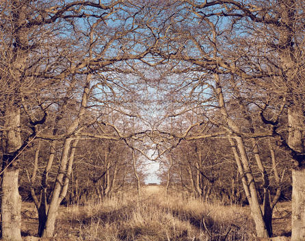 Winter tress in the sun, bird hide in the back ground, Norfolk - Stock ...