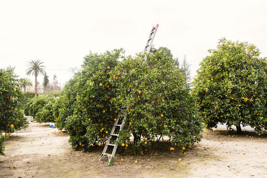 Citrus orchard on overcast day with ladder going through orange tree ...
