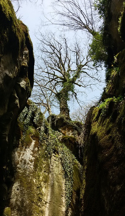 gorge, tree in spring, rocky gorge - Stock Image - Everypixel