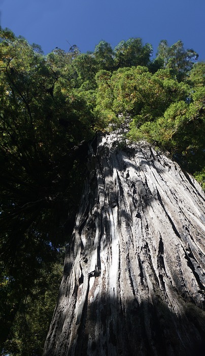 Free redwood branch Images - Search Free Images on Everypixel