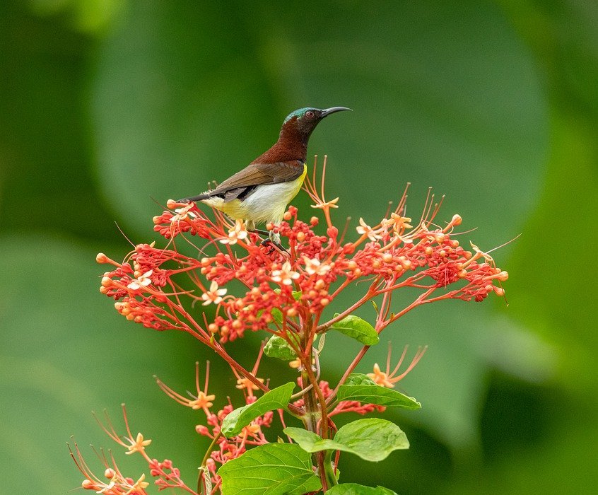 Exotic Birds Free Images | Everypixel