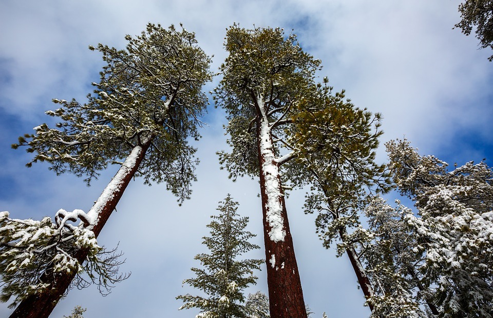 Free redwood branch Images - Search Free Images on Everypixel