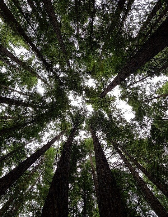 Free redwood branch Images - Search Free Images on Everypixel