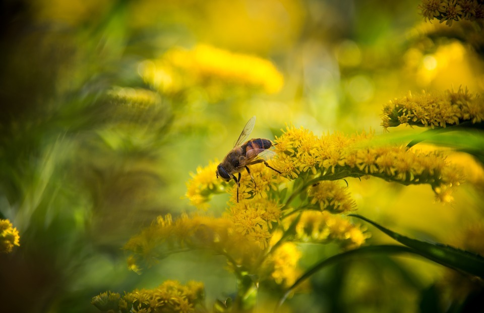 bee, macro, flower - Stock Image - Everypixel