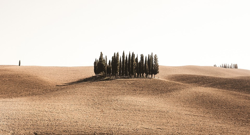 desert, sand, trees - Stock Image - Everypixel