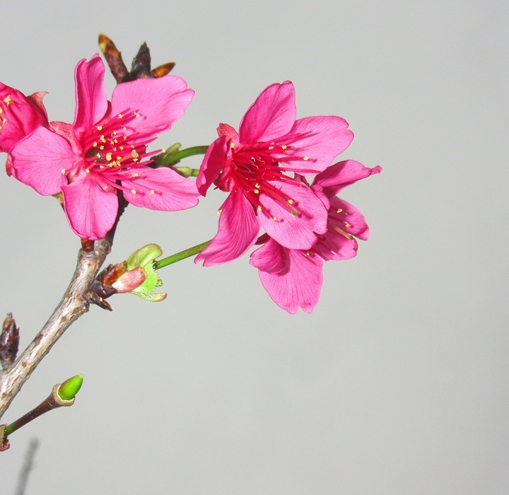 red poppy, spring, fresh - Stock Image - Everypixel