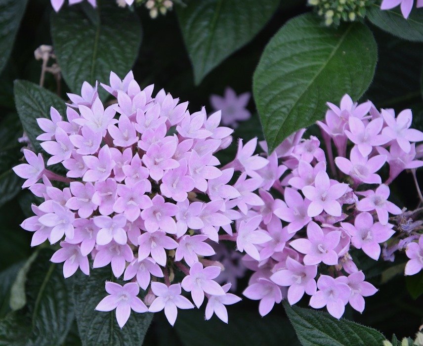 flowers, violets, small flowers - Stock Image - Everypixel