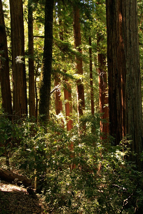 Free redwood branch Images - Search Free Images on Everypixel