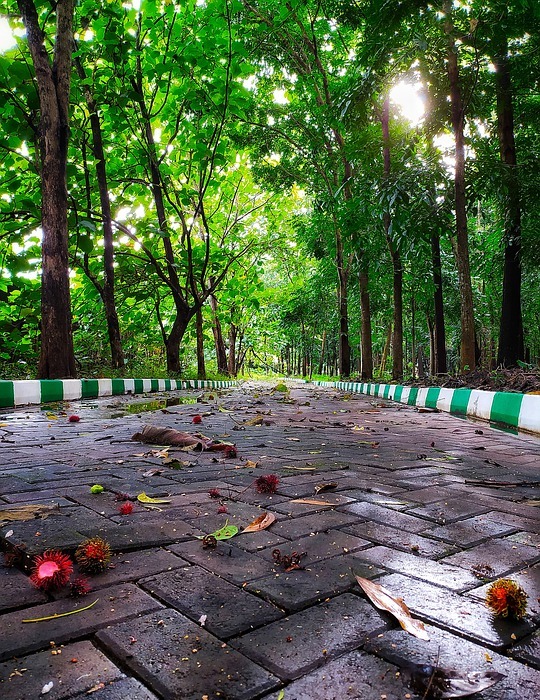 Free brick road Images - Search Free Images on Everypixel