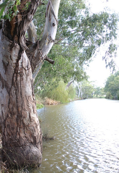 gum, tree, river - Stock Image - Everypixel
