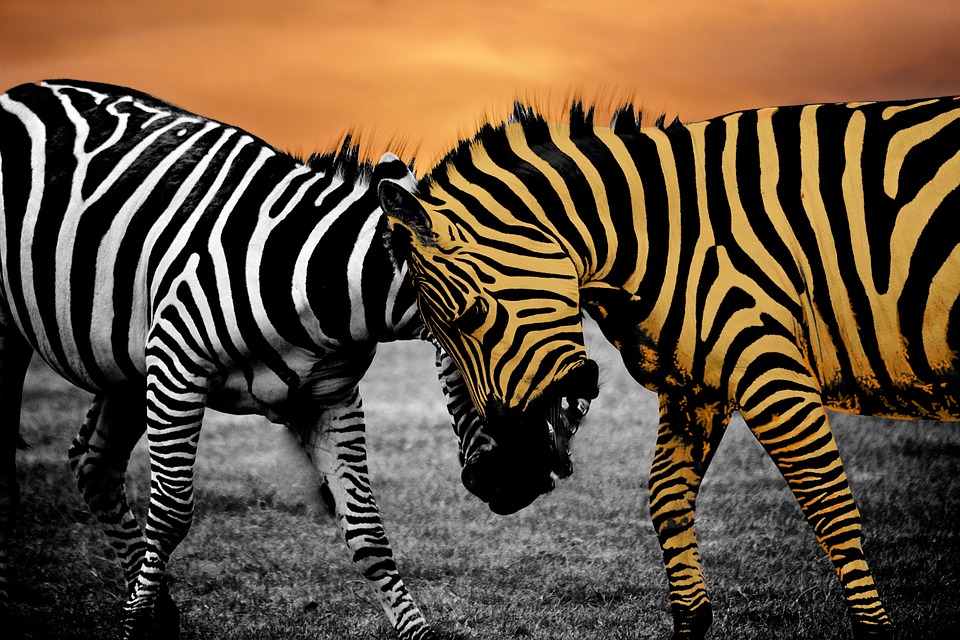 safari, zebra, animal - Stock Image - Everypixel
