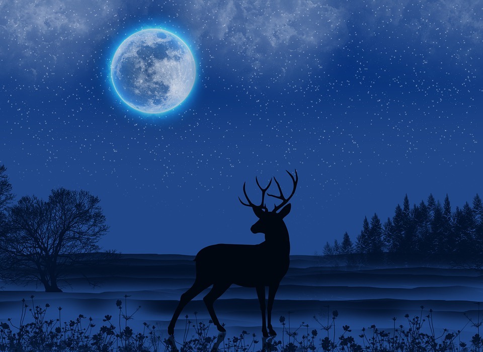 Free moon deer Images - Search Free Images on Everypixel