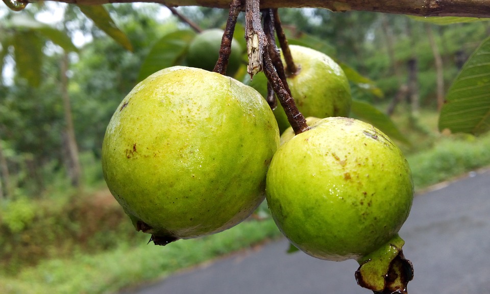 guava, guava fruit, perakka - Stock Image - Everypixel