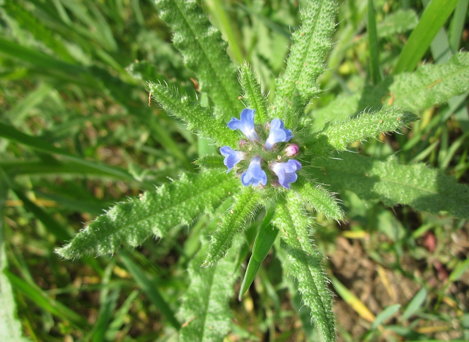 anchusa arvensis, small bugloss, annual bugloss - Stock Image - Everypixel