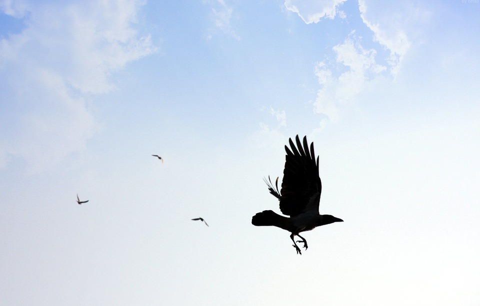 against, bird, blue - Stock Image - Everypixel