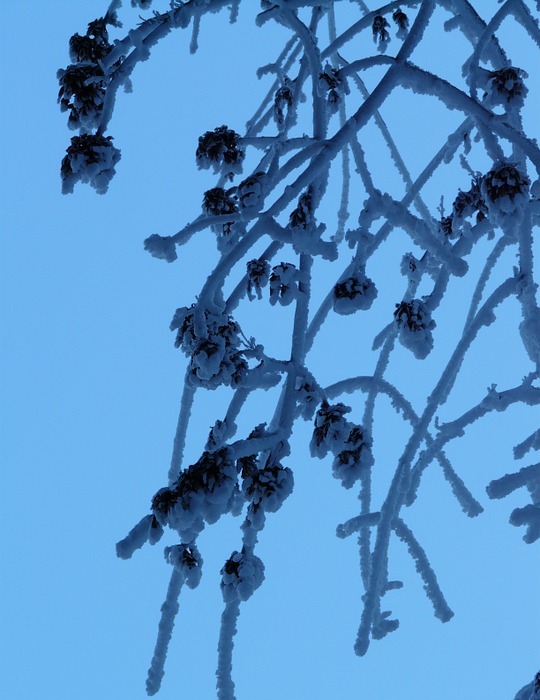 tree, branches, aesthetic - Stock Image - Everypixel