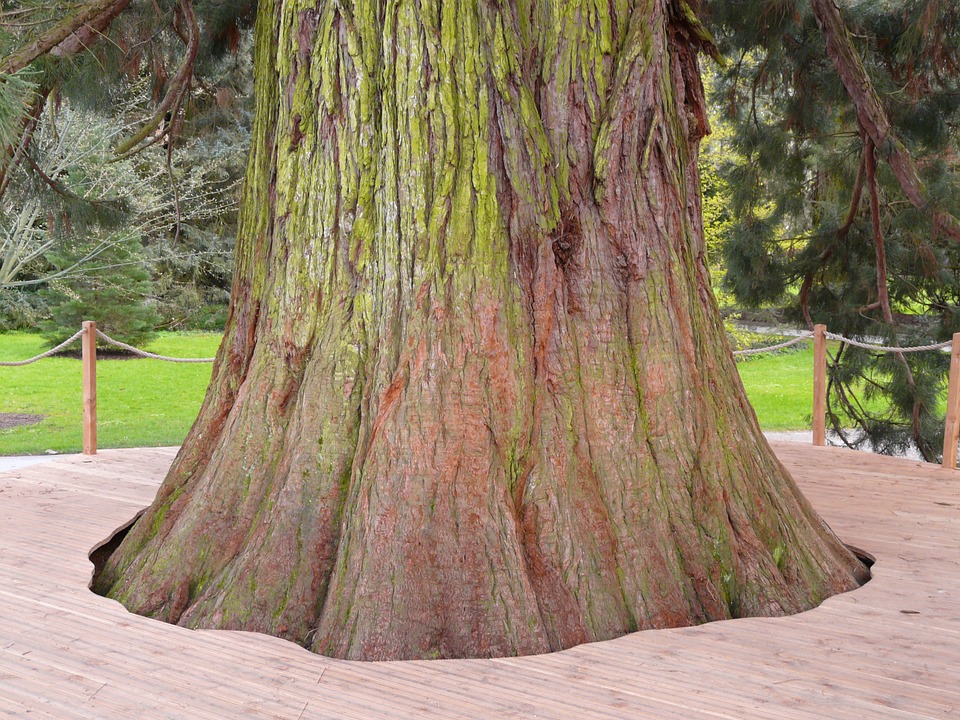 Free redwood branch Images - Search Free Images on Everypixel