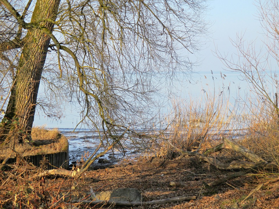 nature conservation, tree, aesthetic - Stock Image - Everypixel