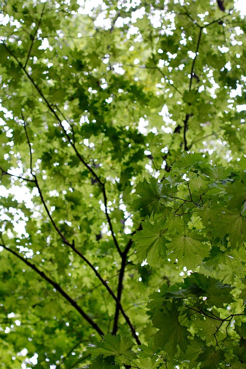 tree, branches, aesthetic - Stock Image - Everypixel
