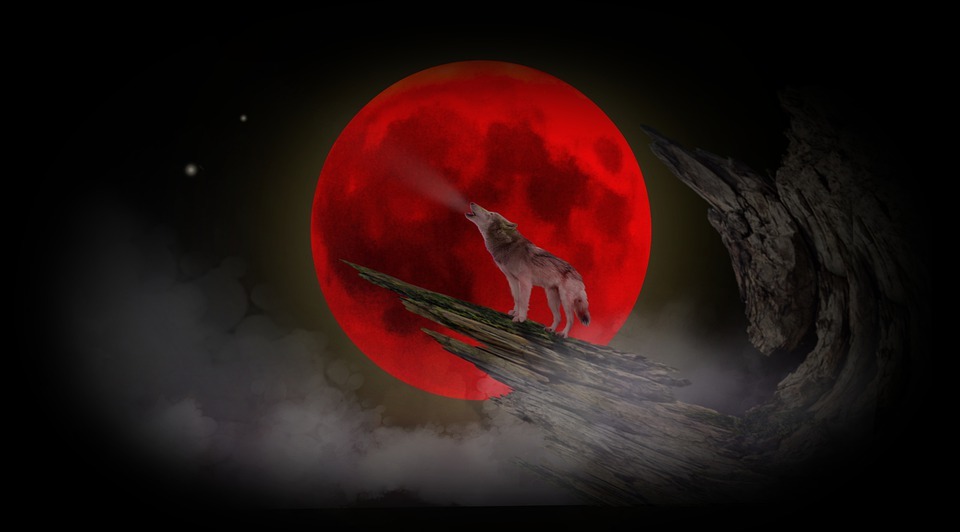 Free wolf moon Images - Search Free Images on Everypixel
