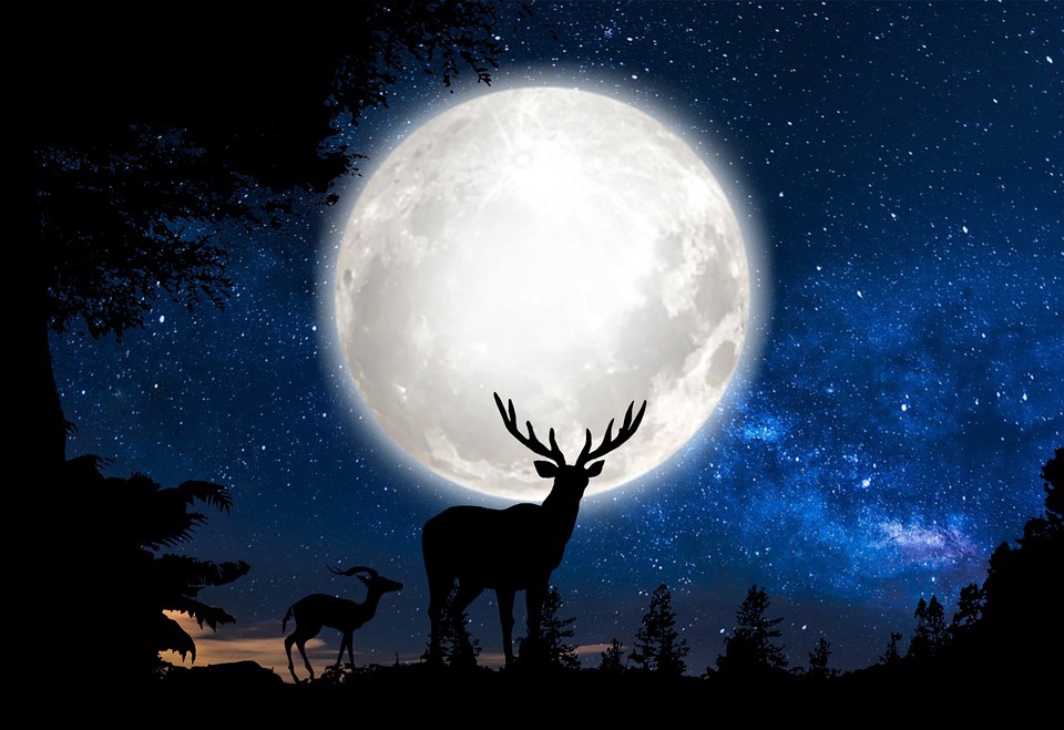 Free moon deer Images - Search Free Images on Everypixel