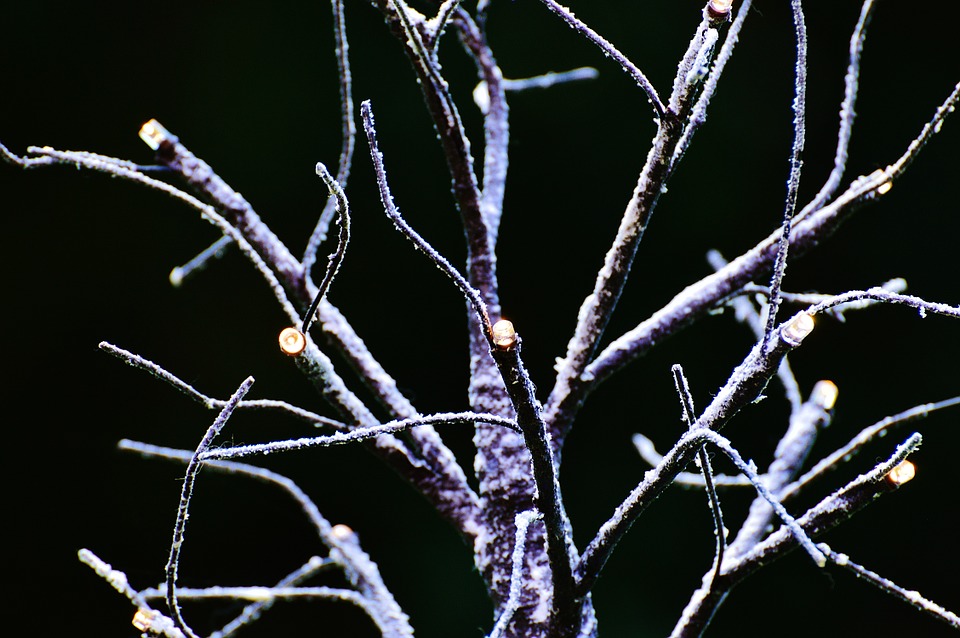 tree, aesthetic, winter - Stock Image - Everypixel