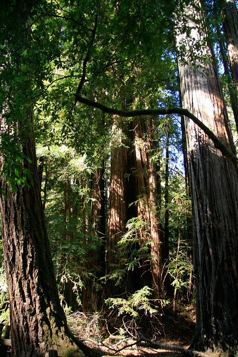 Free redwood branch Images - Search Free Images on Everypixel