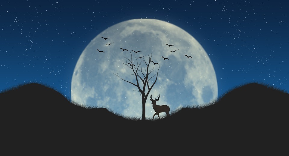 Free moon deer Images - Search Free Images on Everypixel