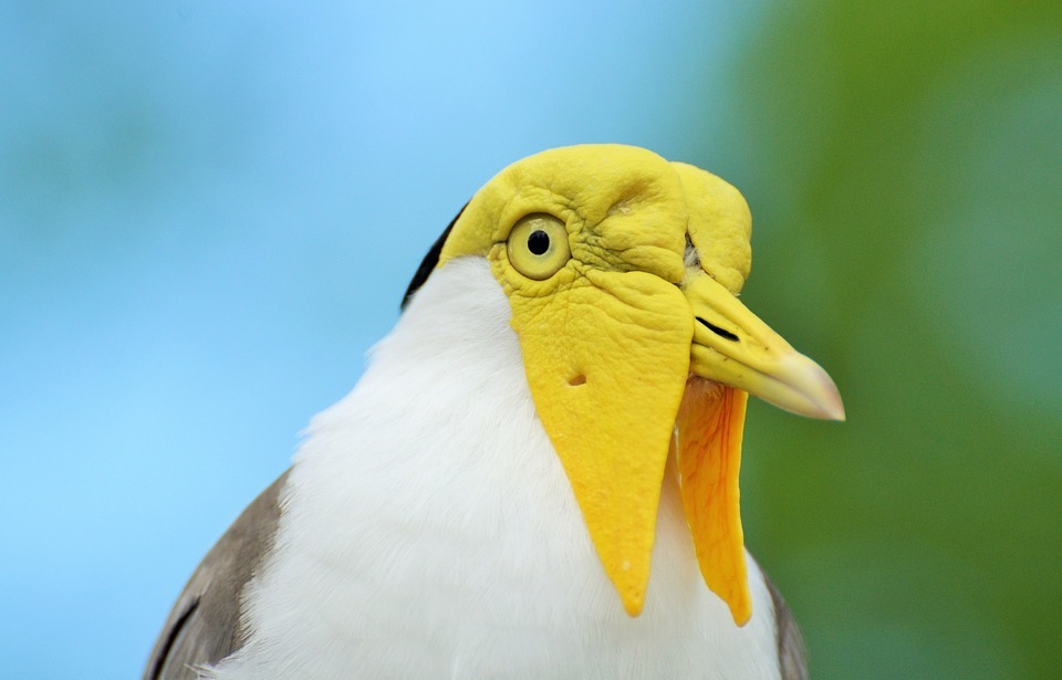 Exotic Birds Free Images | Everypixel